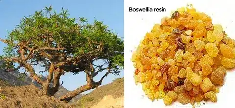 Frankincense trees